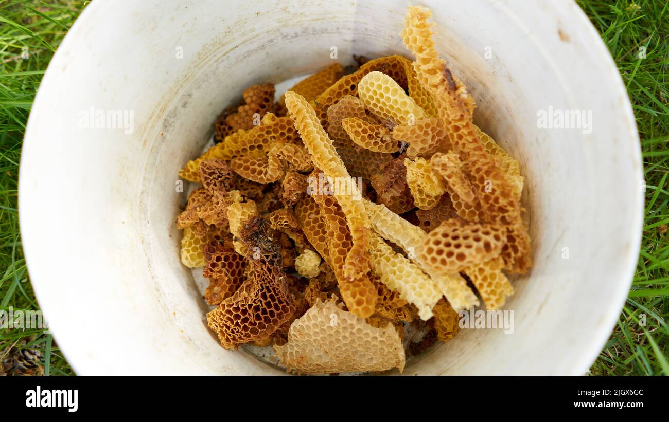 Pieces of bee hives on a ceramic plate Stock Photo - Alamy