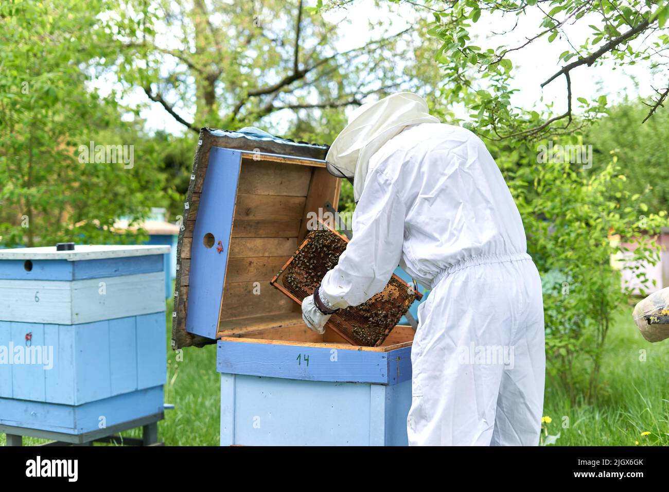 Back of a beekeeper working on a farm Stock Photo - Alamy