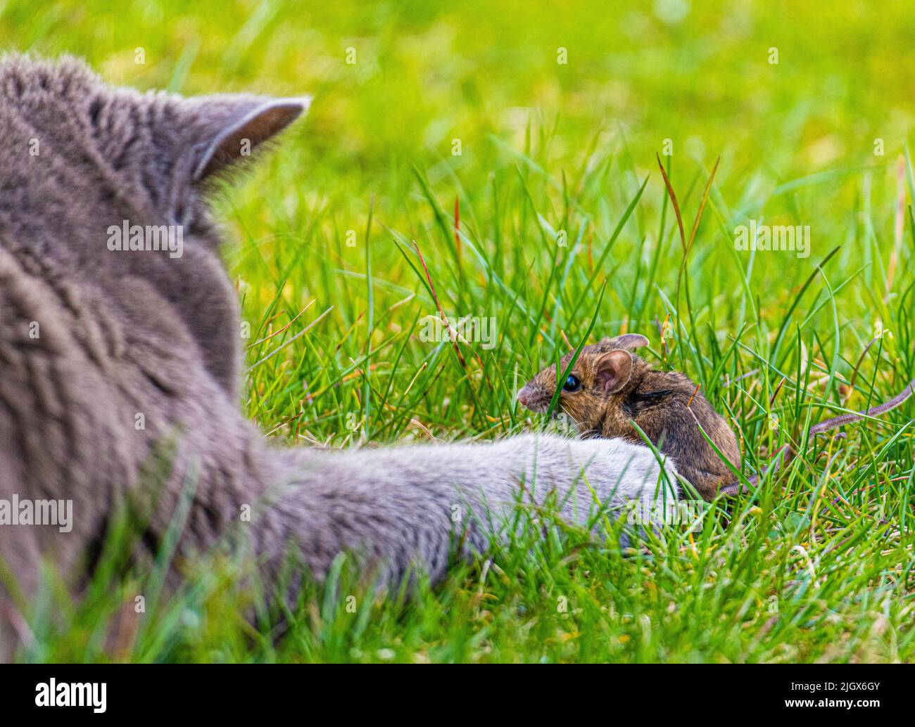 Cat playing with a little mouse Stock Photo - Alamy
