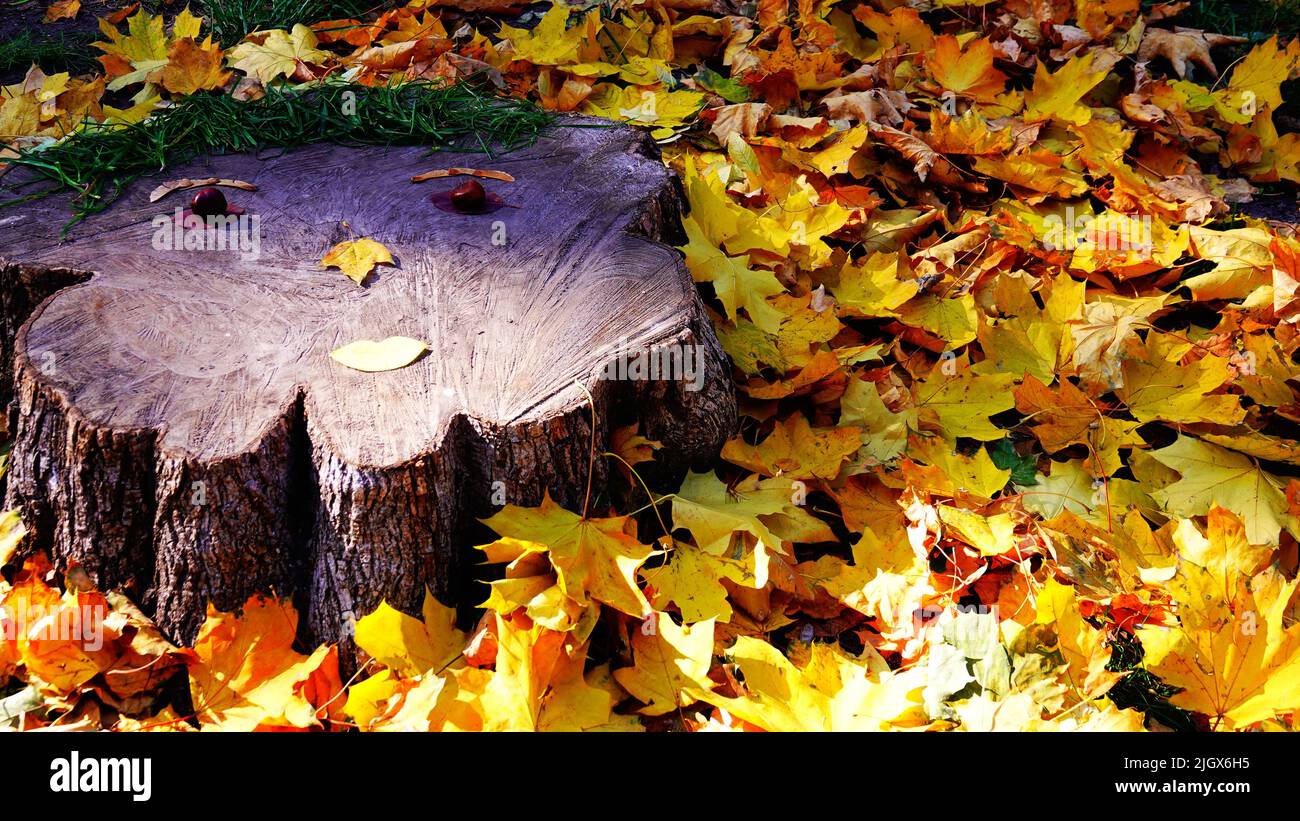 Bloody tree stump hi-res stock photography and images - Alamy