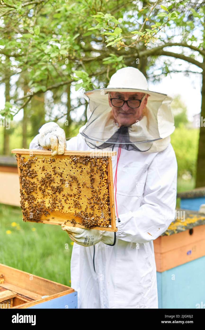 Vertical photo of a beekeeper holding a panel of an artificial bee hive ...