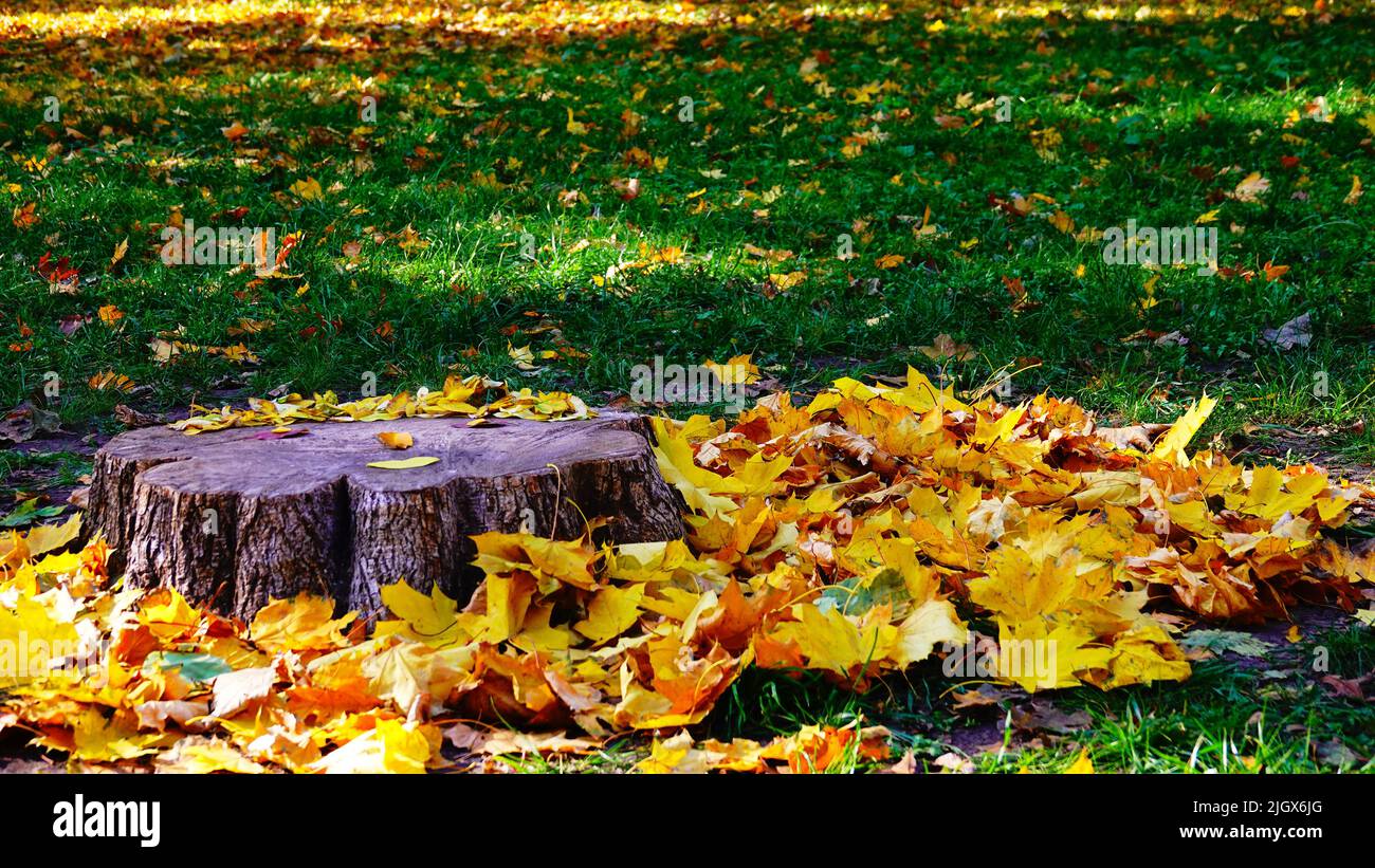 Bloody tree stump hi-res stock photography and images - Alamy