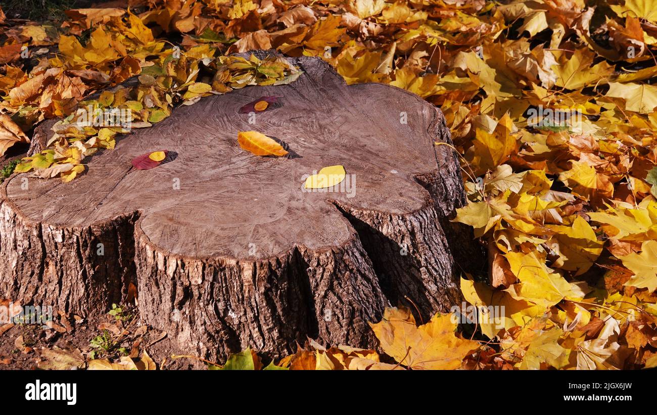 Bloody tree stump hi-res stock photography and images - Alamy