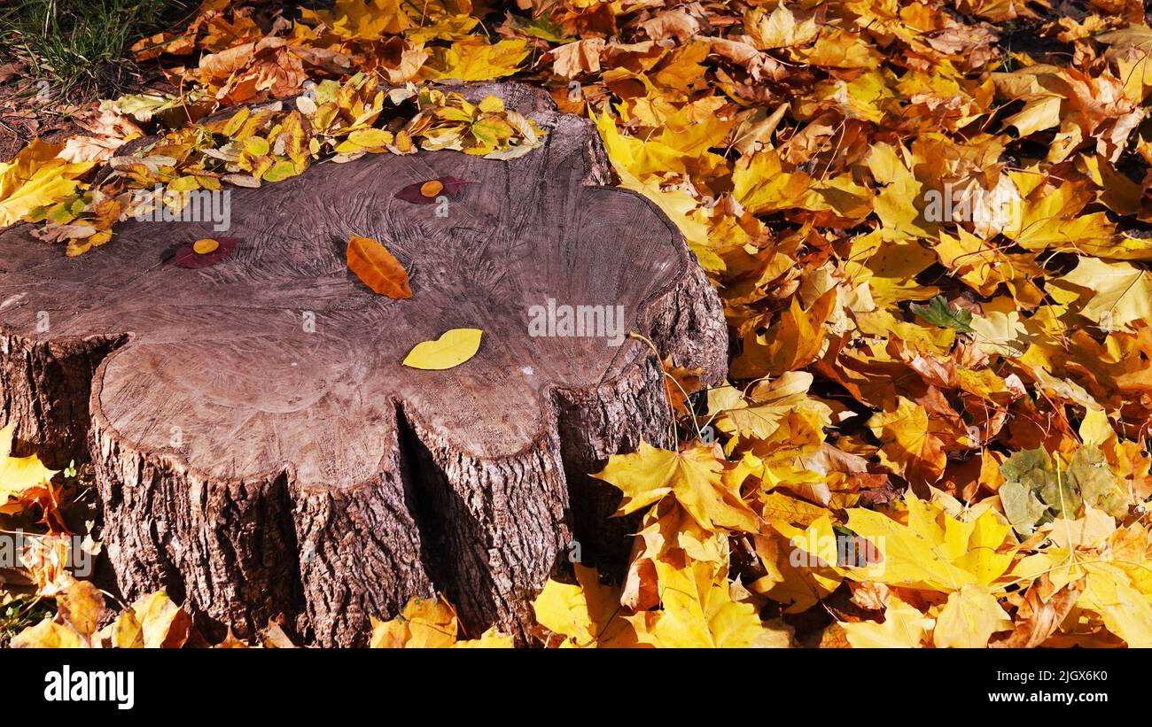 Bloody tree stump hi-res stock photography and images - Alamy