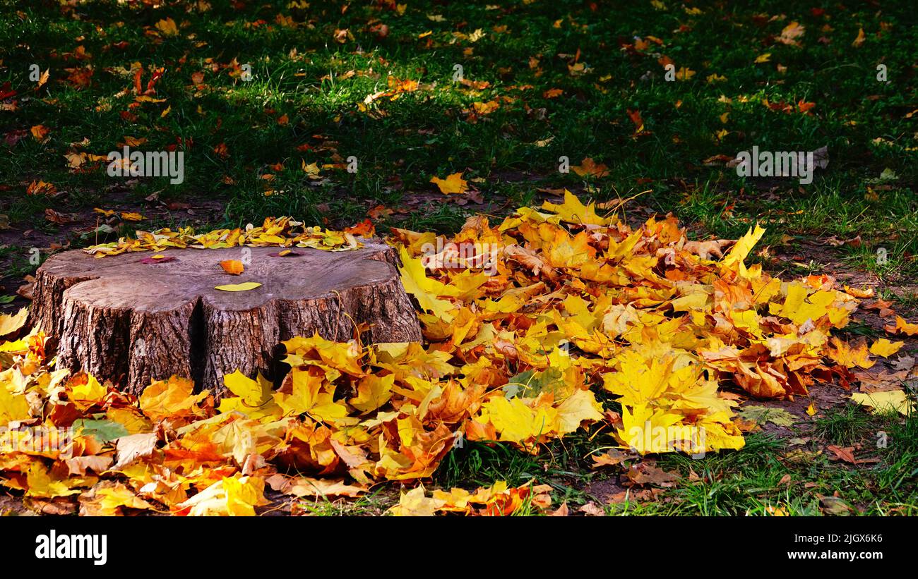 Bloody tree stump hi-res stock photography and images - Alamy