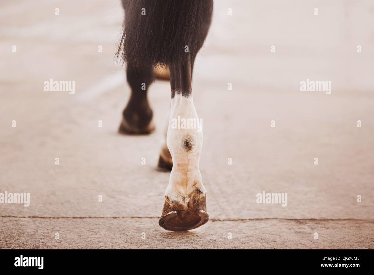 The legs of a black beautiful horse tread with shod hooves on the ...