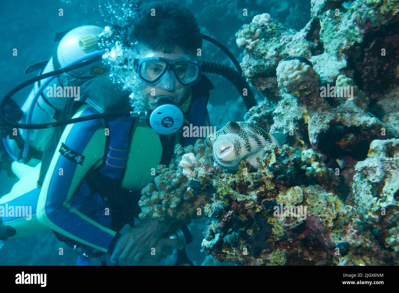 The underwater view of a scuba diver looking at the puffer fish Stock ...