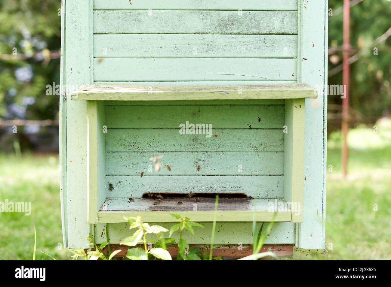 Bees in an artificial beehive in a farm Stock Photo - Alamy