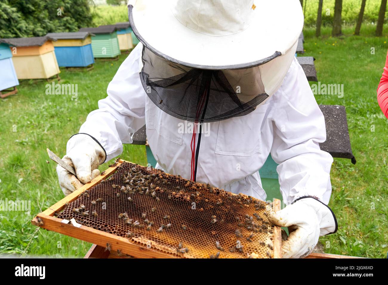 Protected beekeeper looking a hive of bees Stock Photo - Alamy