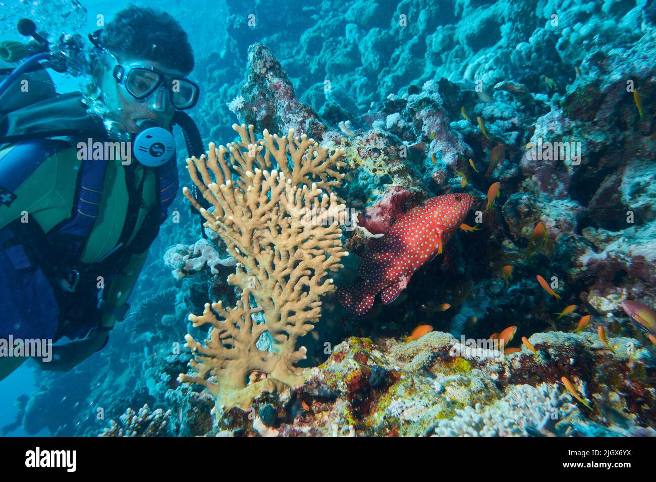 The underwater view of a scuba diver watching the Coral grouper fish ...