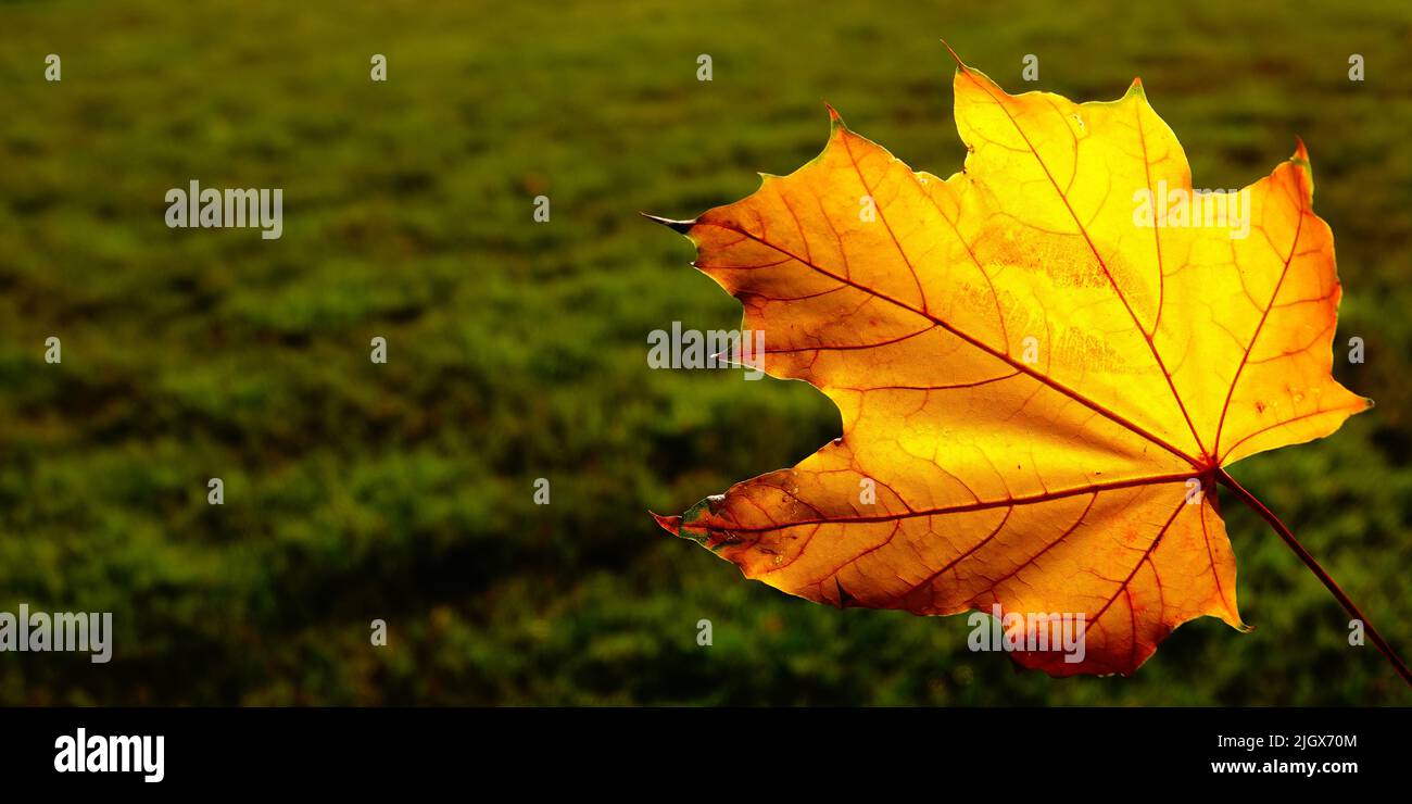 Autumn leaf with a kiss - a kiss of autumn Stock Photo - Alamy