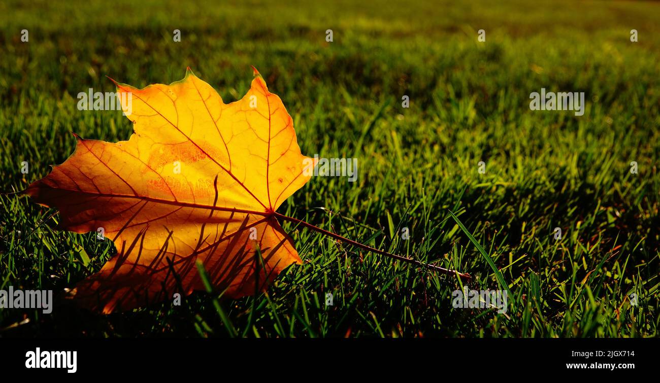 Autumn leaf with a kiss - a kiss of autumn Stock Photo - Alamy