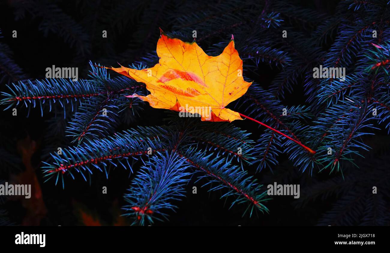 Autumn leaf with a kiss - a kiss of autumn Stock Photo - Alamy