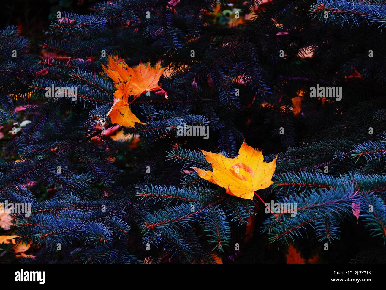 Autumn leaf with a kiss - a kiss of autumn Stock Photo - Alamy