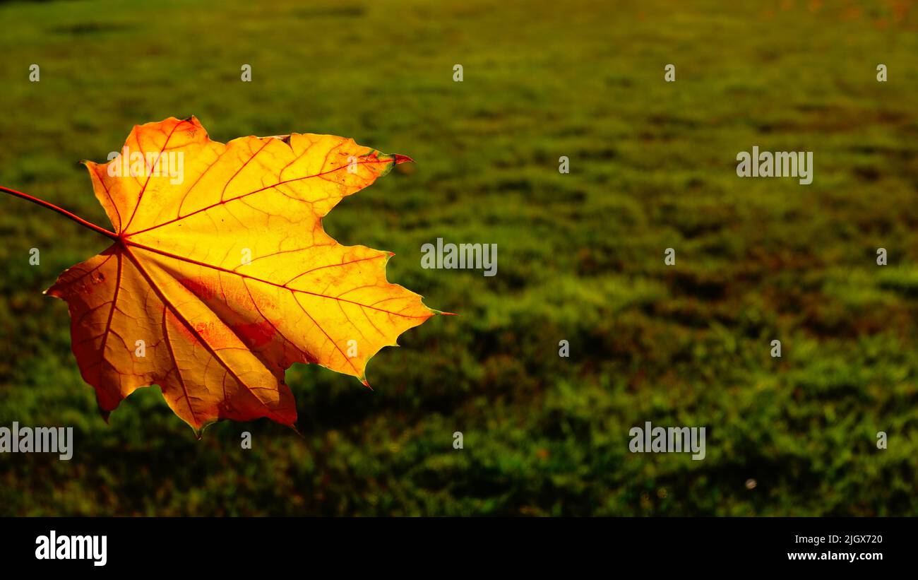 Autumn leaf with a kiss - a kiss of autumn Stock Photo - Alamy