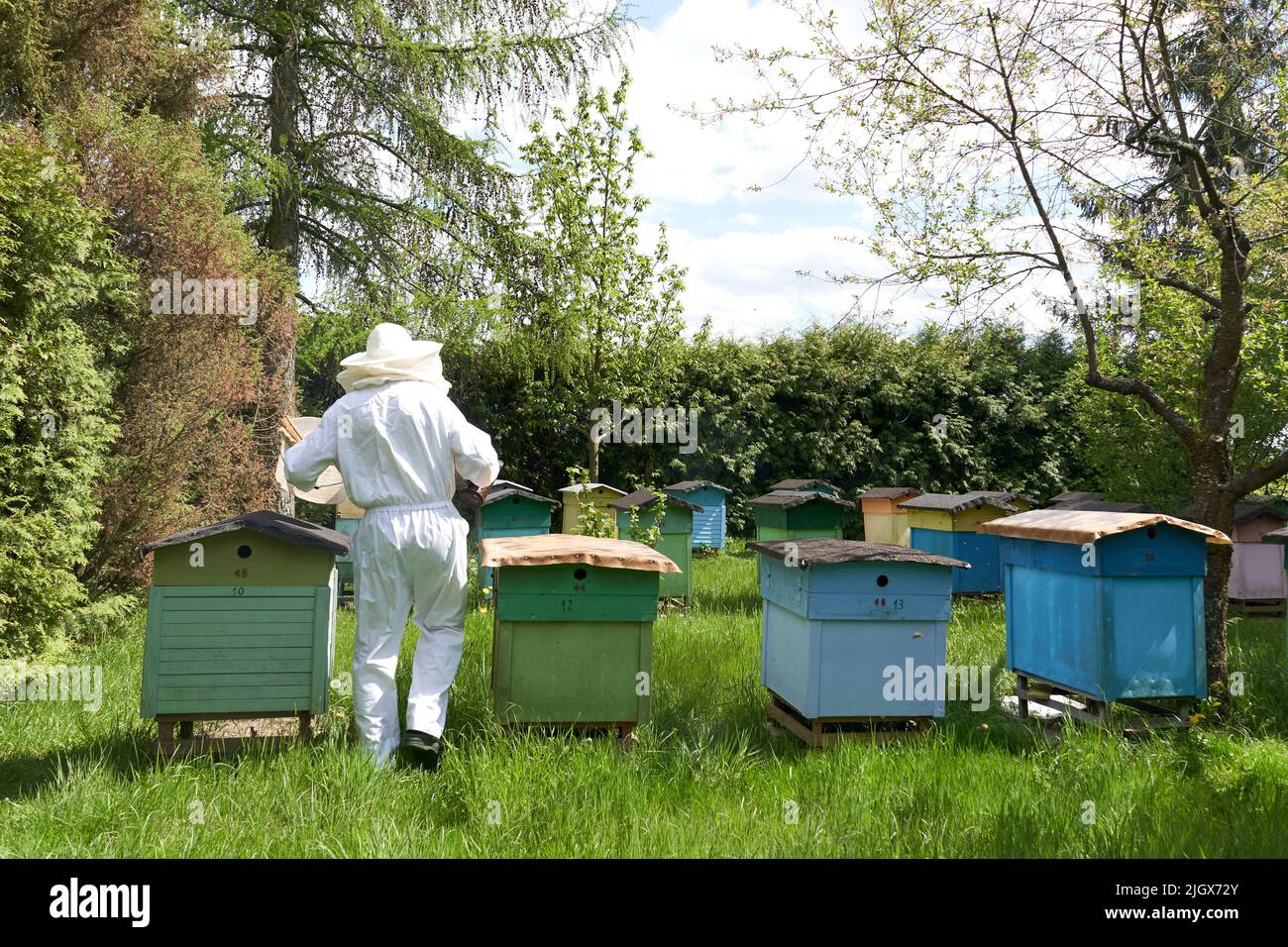 beekeeper walking among hives of producing bees Stock Photo - Alamy