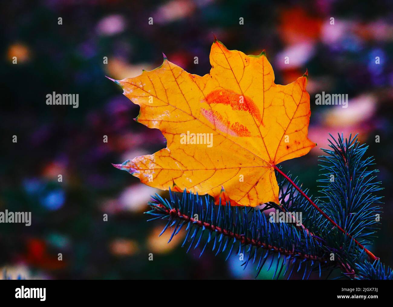 Autumn leaf with a kiss - a kiss of autumn Stock Photo - Alamy