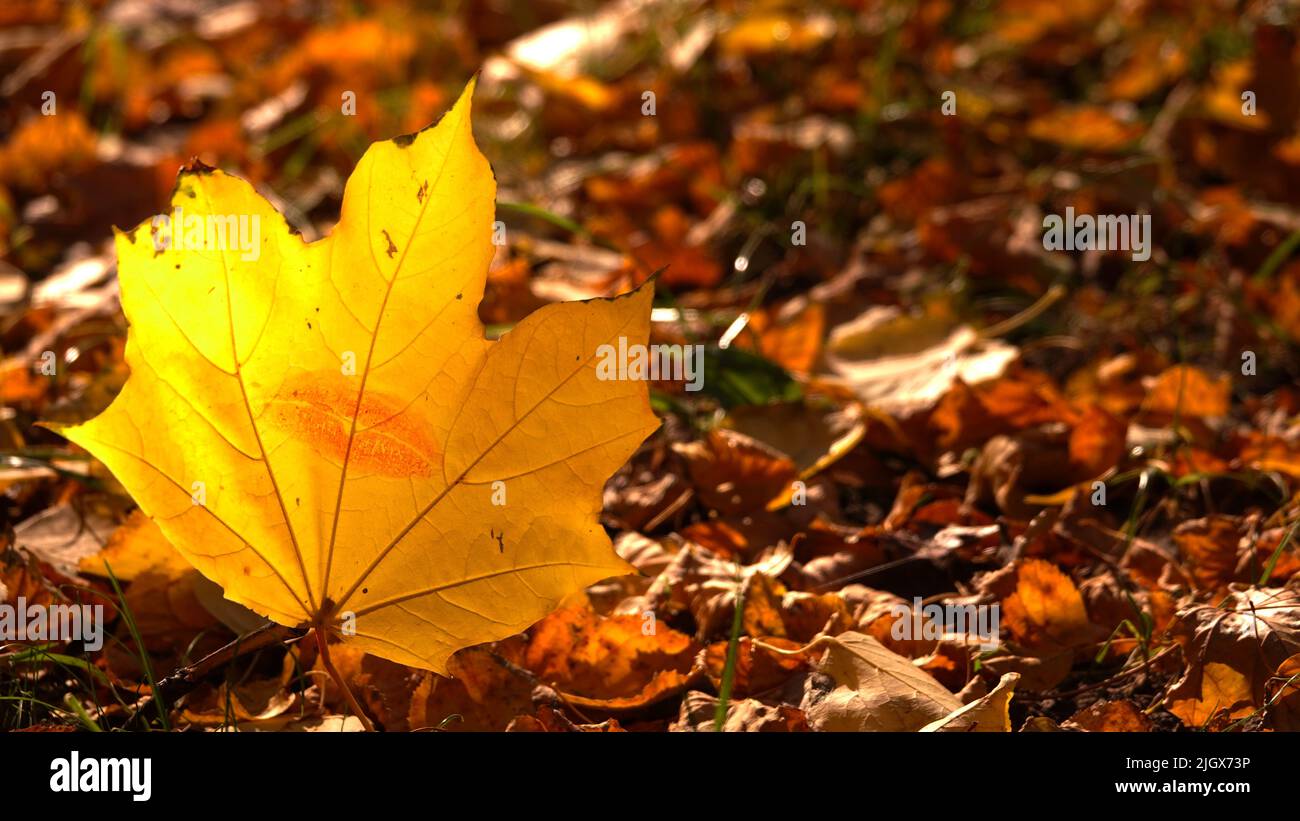 Autumn leaf with a kiss - a kiss of autumn Stock Photo - Alamy