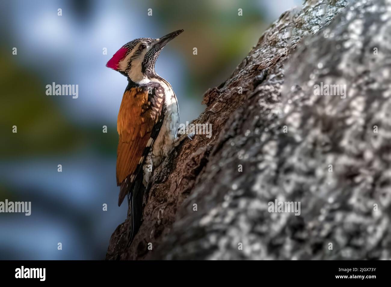 Black Rumped Flameback or Lesser Golden Backed Woodpecker Stock Photo ...