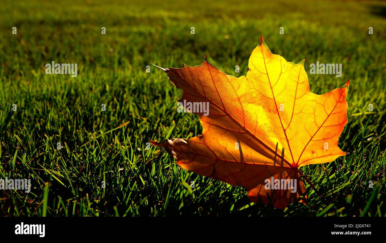 Autumn leaf with a kiss - a kiss of autumn Stock Photo - Alamy