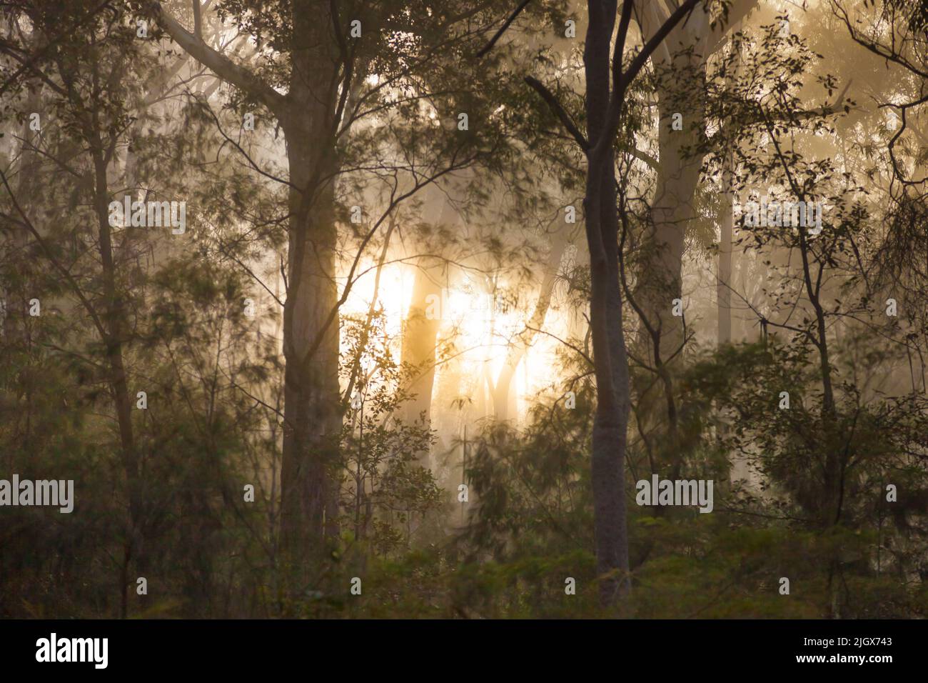 Australian Bush Sunrise Stock Photo - Alamy
