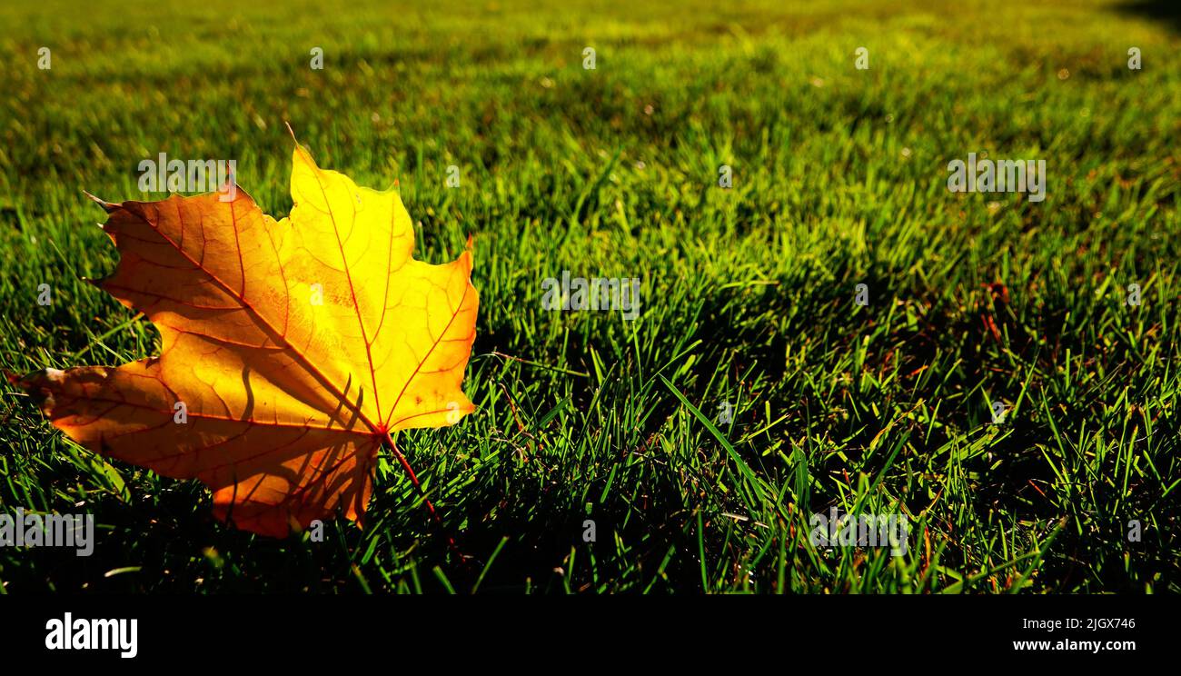 Autumn leaf with a kiss - a kiss of autumn Stock Photo - Alamy