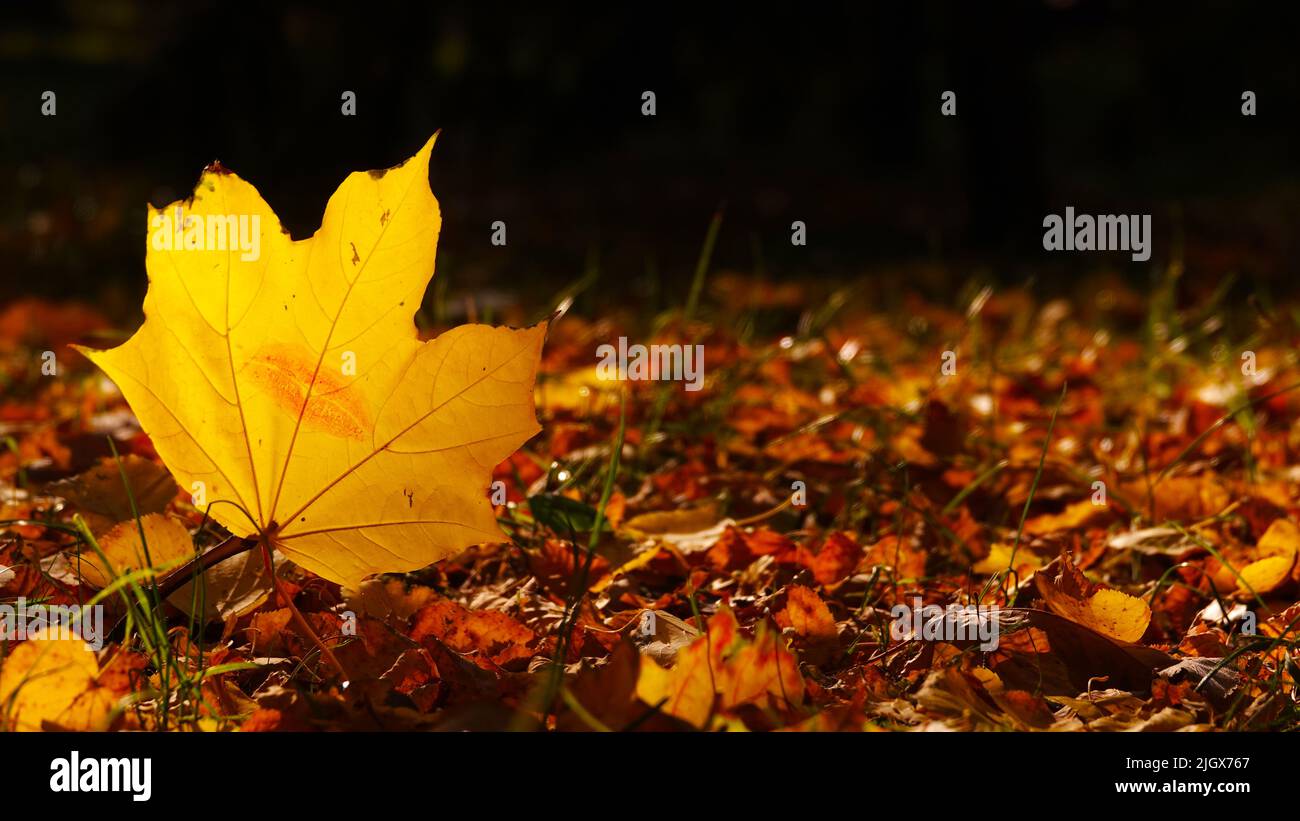 Autumn leaf with a kiss - a kiss of autumn Stock Photo - Alamy