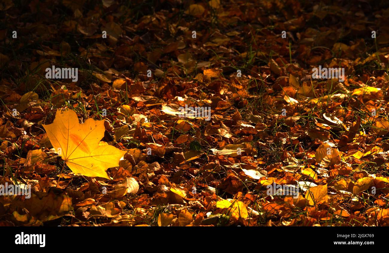 Autumn leaf with a kiss - a kiss of autumn Stock Photo - Alamy