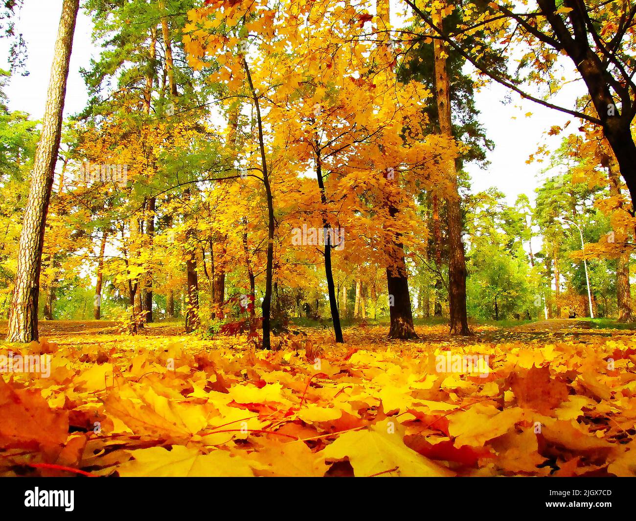 Autumn tree with yellow leaves Stock Photo - Alamy