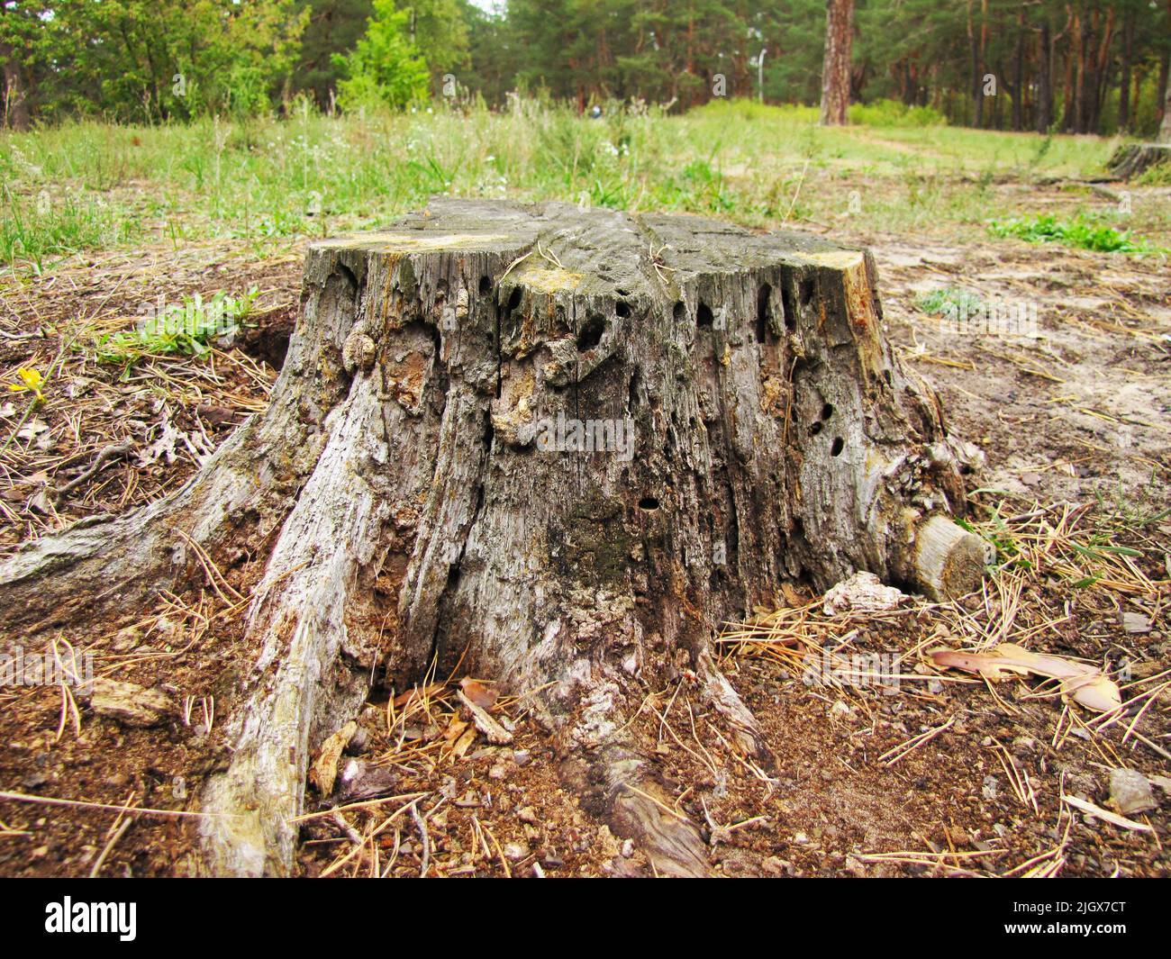 stump in the forest in the summer in the afternoon Stock Photo - Alamy