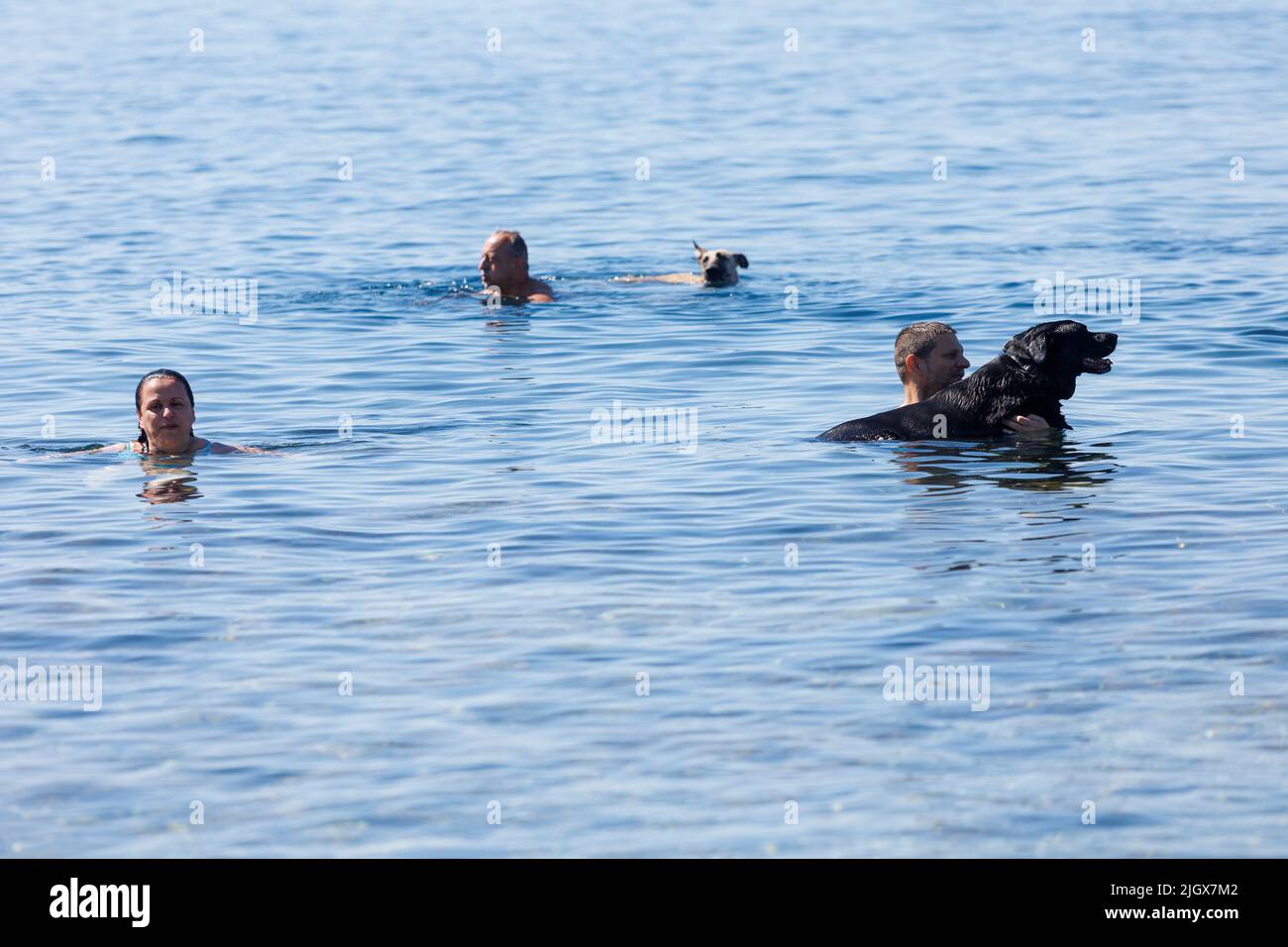 Black labrador in owner's arms in the sea at Kantrida dog beach in ...