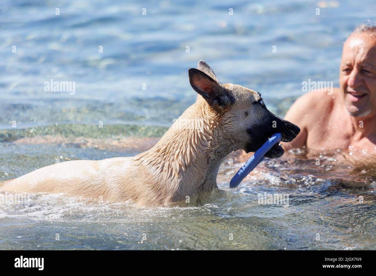 A Belgian Shepherd enjoys playing with its owner in the sea at the ...