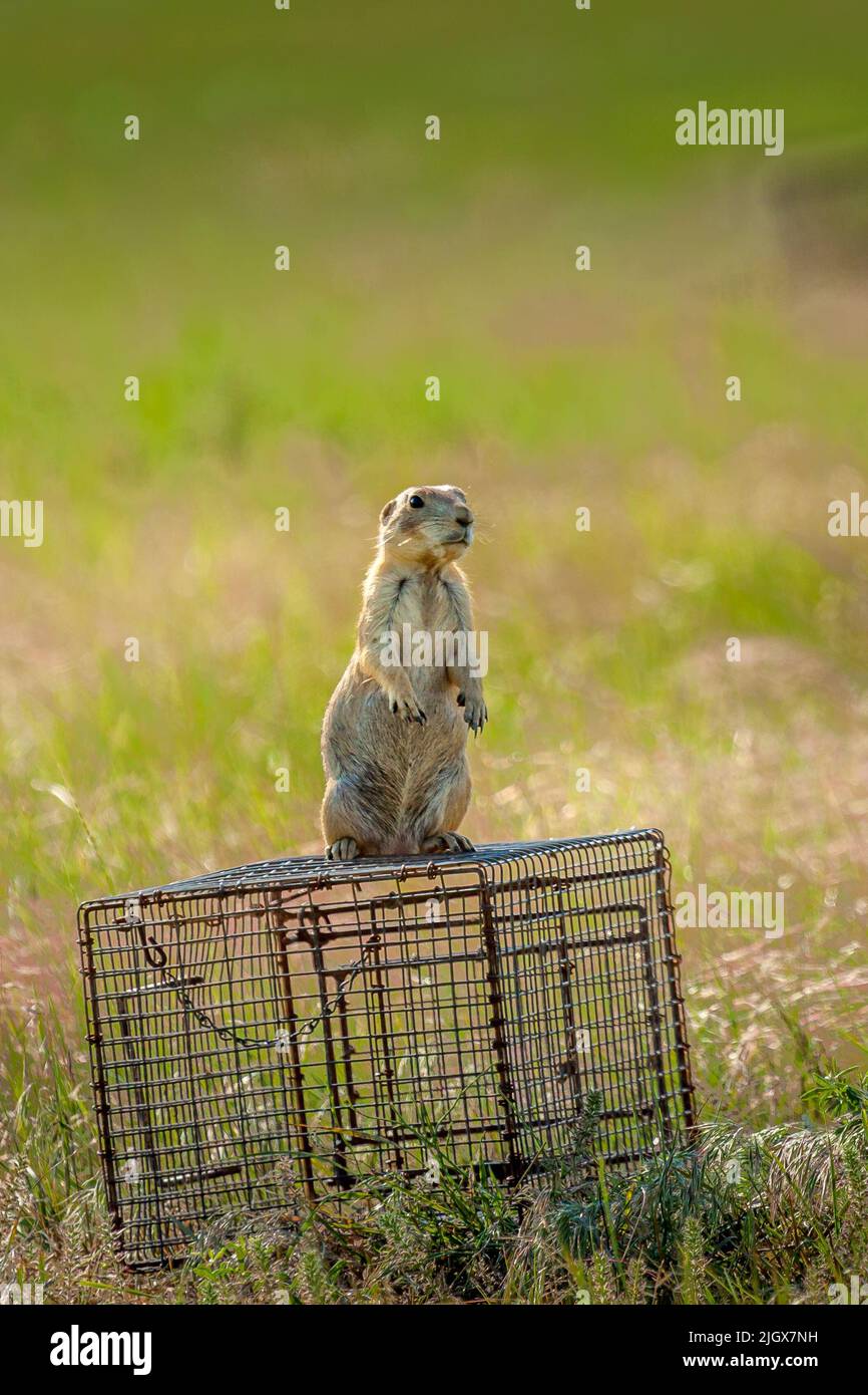 Dog trap hi-res stock photography and images - Alamy