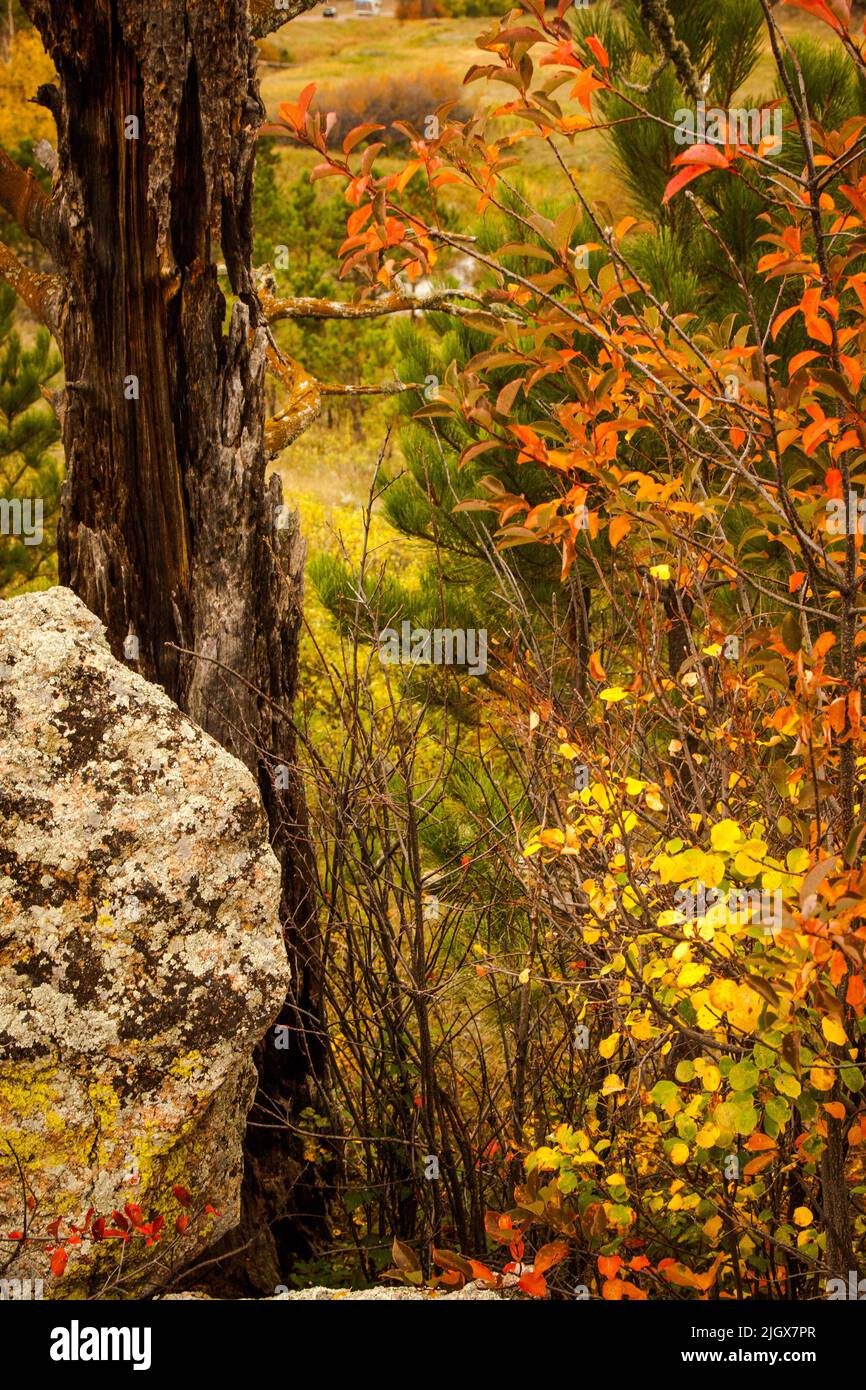 Fall Color Mix Stock Photo - Alamy
