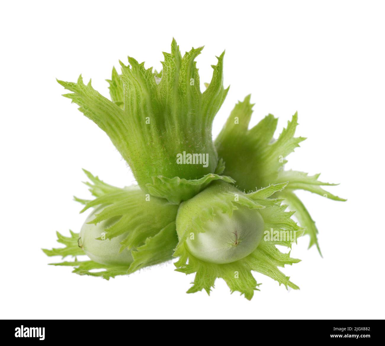 Green hazelnut nuts isolated on white background. Fresh green unripe ...