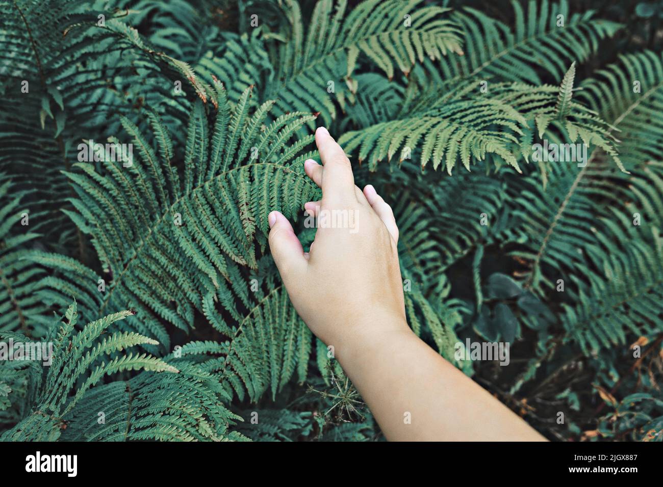 Connecting with nature. Womans hand gently touches green leaves of fern ...