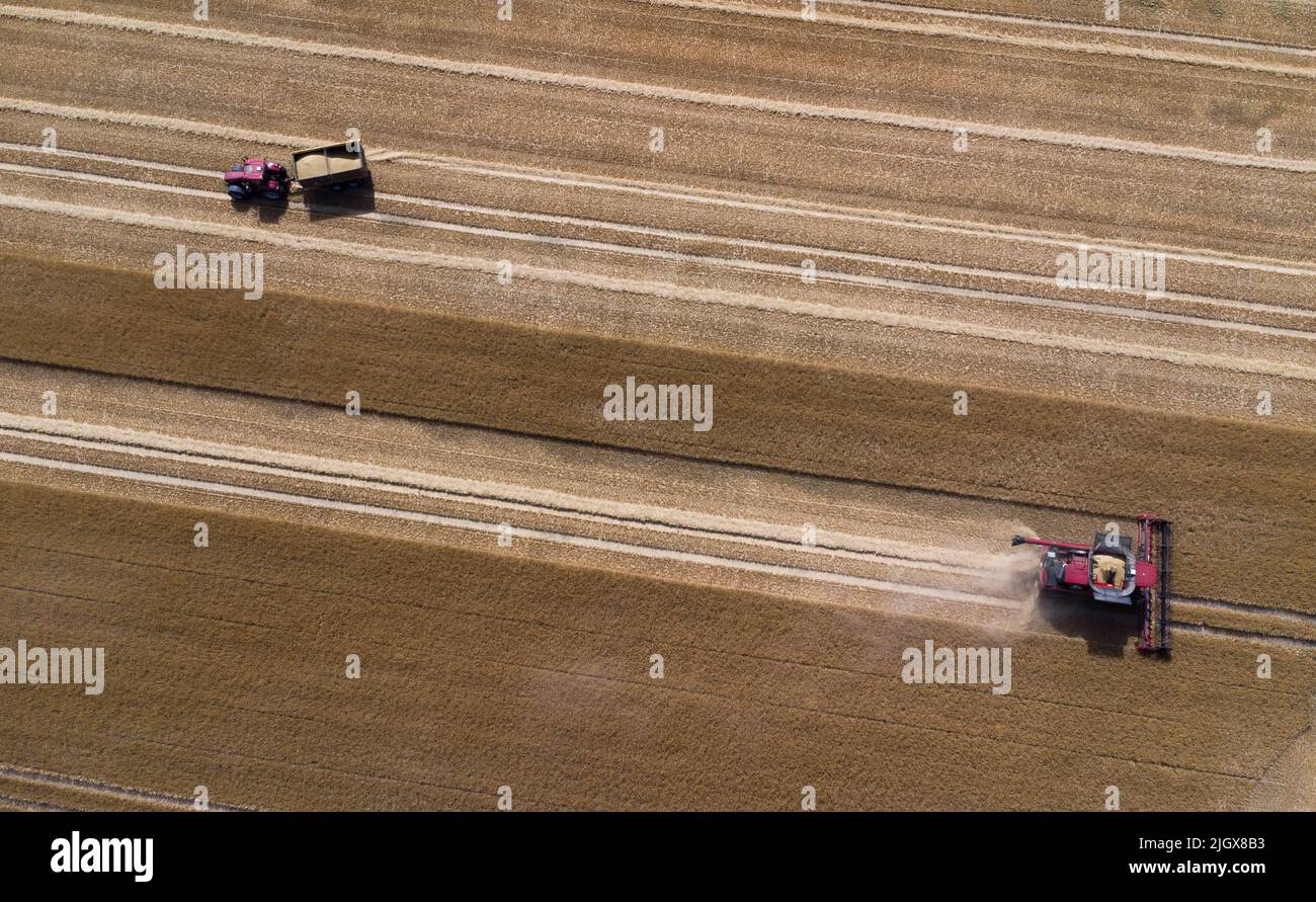 Siek, Germany. 13th July, 2022. A farmer harvests winter barley in a ...