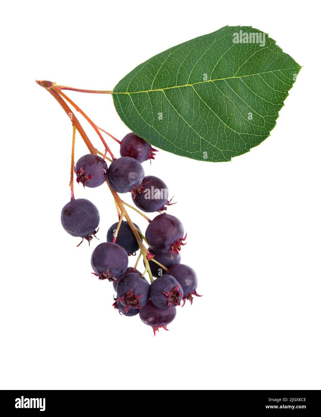 Saskatoon berries isolated on white background. Amelanchier, shadbush ...
