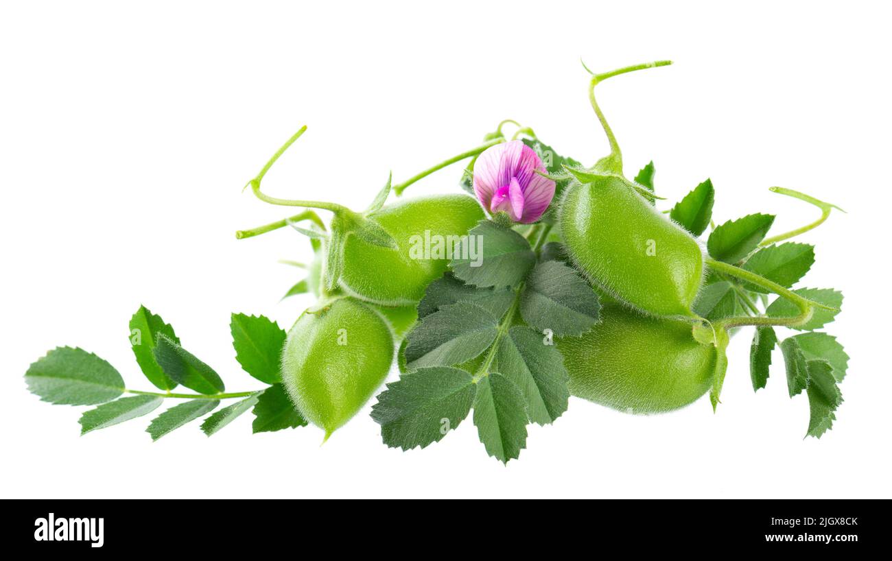 Green chickpeas in the pod with green leaves and flowers, isolated on ...