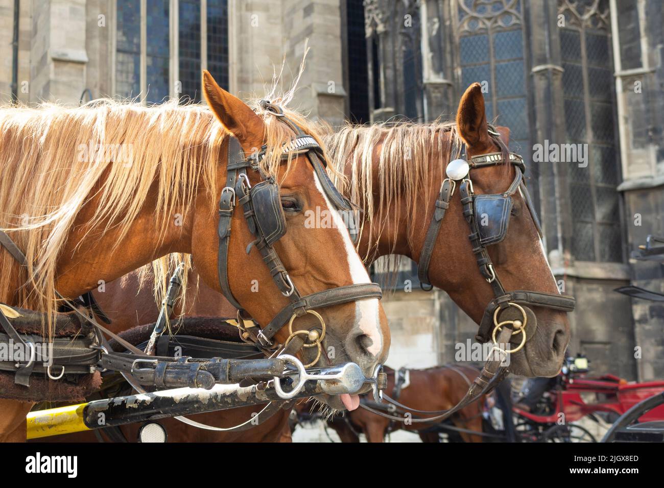 Pair harness pulling carriage in hi-res stock photography and images ...