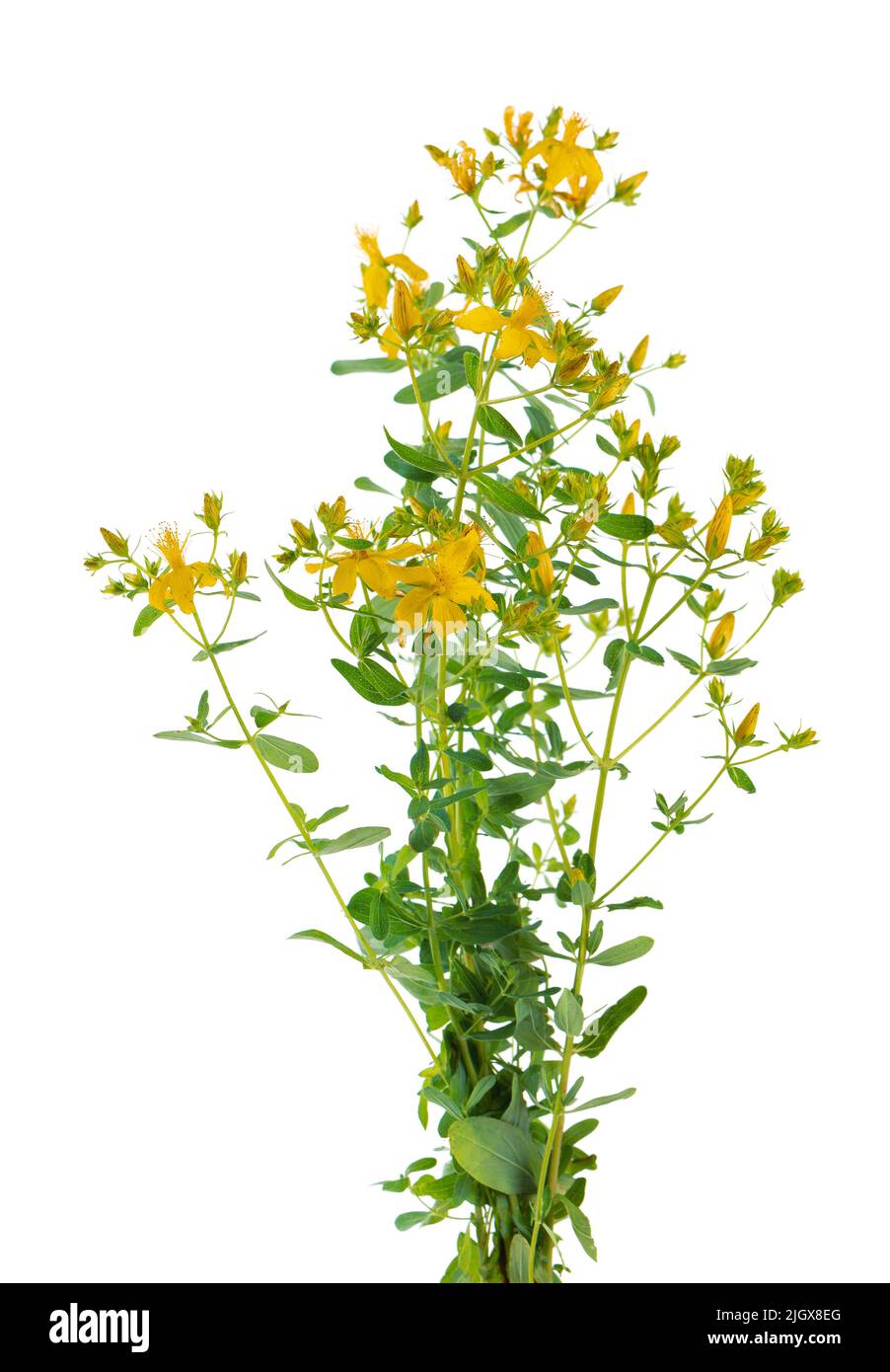 Hypericum perforatum bush with yellow flowers, isolated on white ...