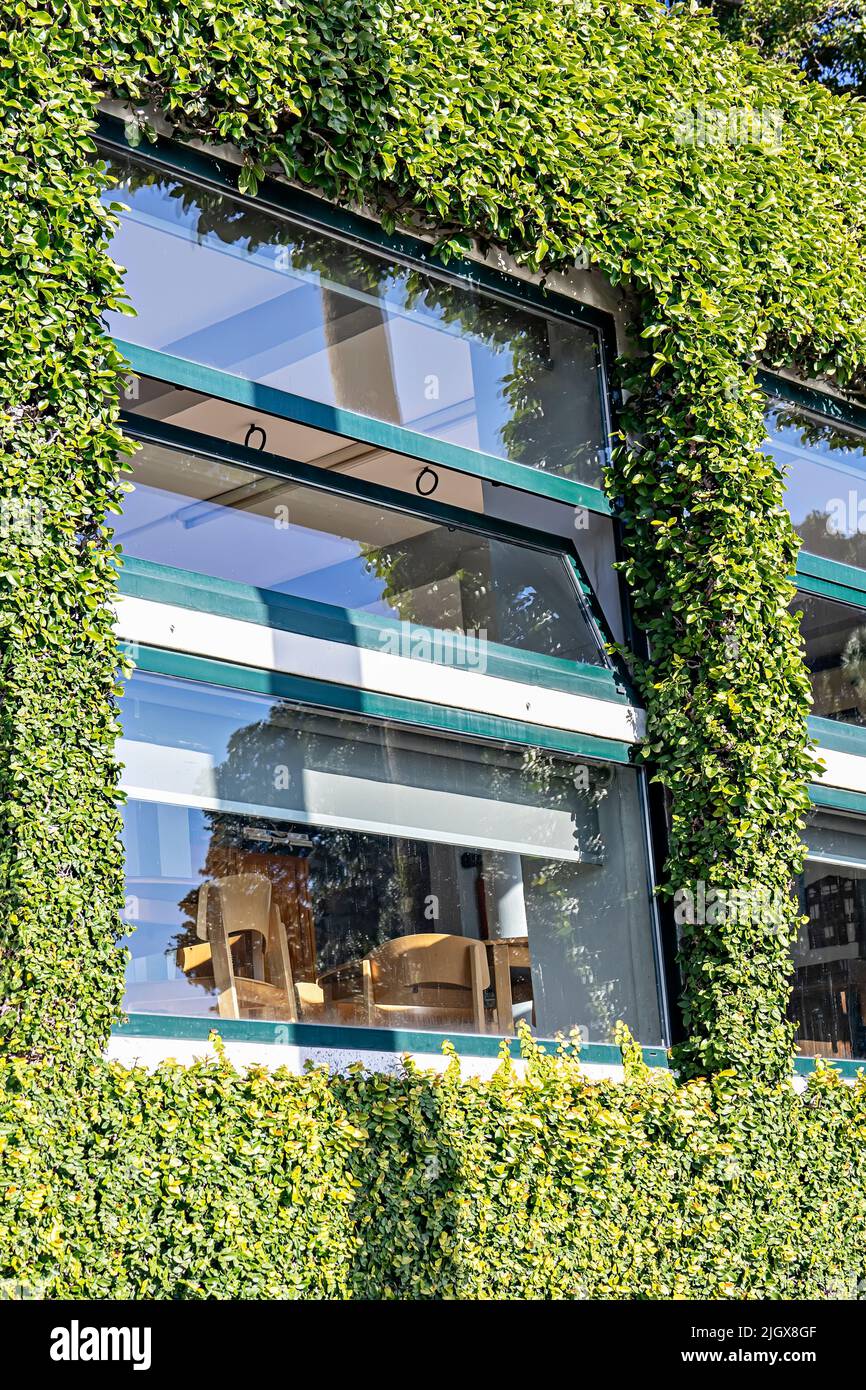 Office window is overgrown with plants. Hedge, green wall. Greening of ...