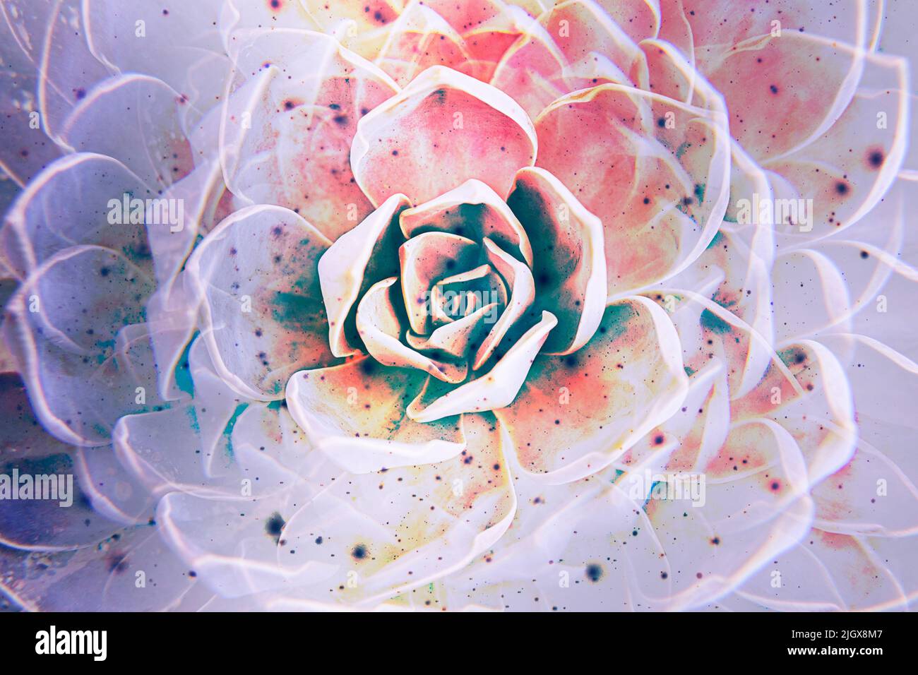 Artistic floral background with succulent plant White Mexican Rose ...