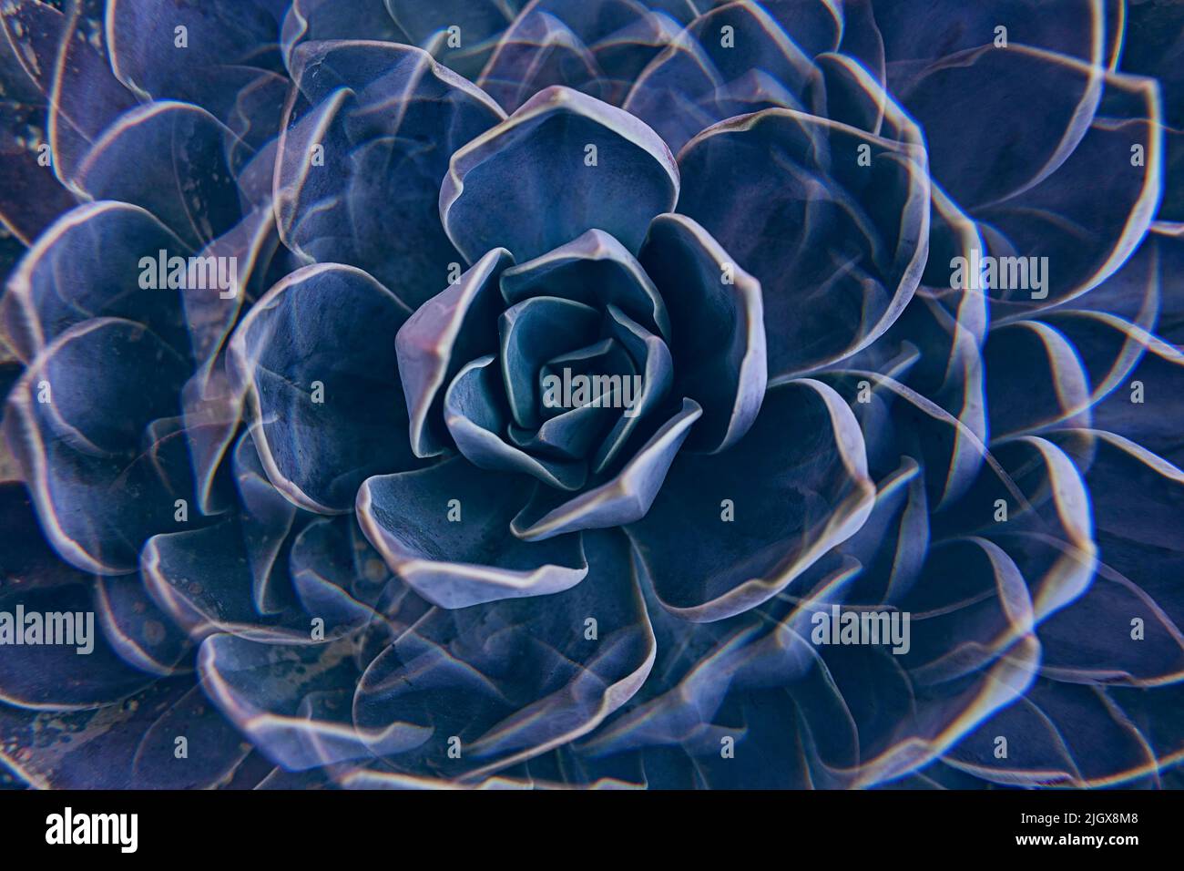 Succulent Rock rose closeup. Floral background with succulent plant White Mexican Rose closeup ...