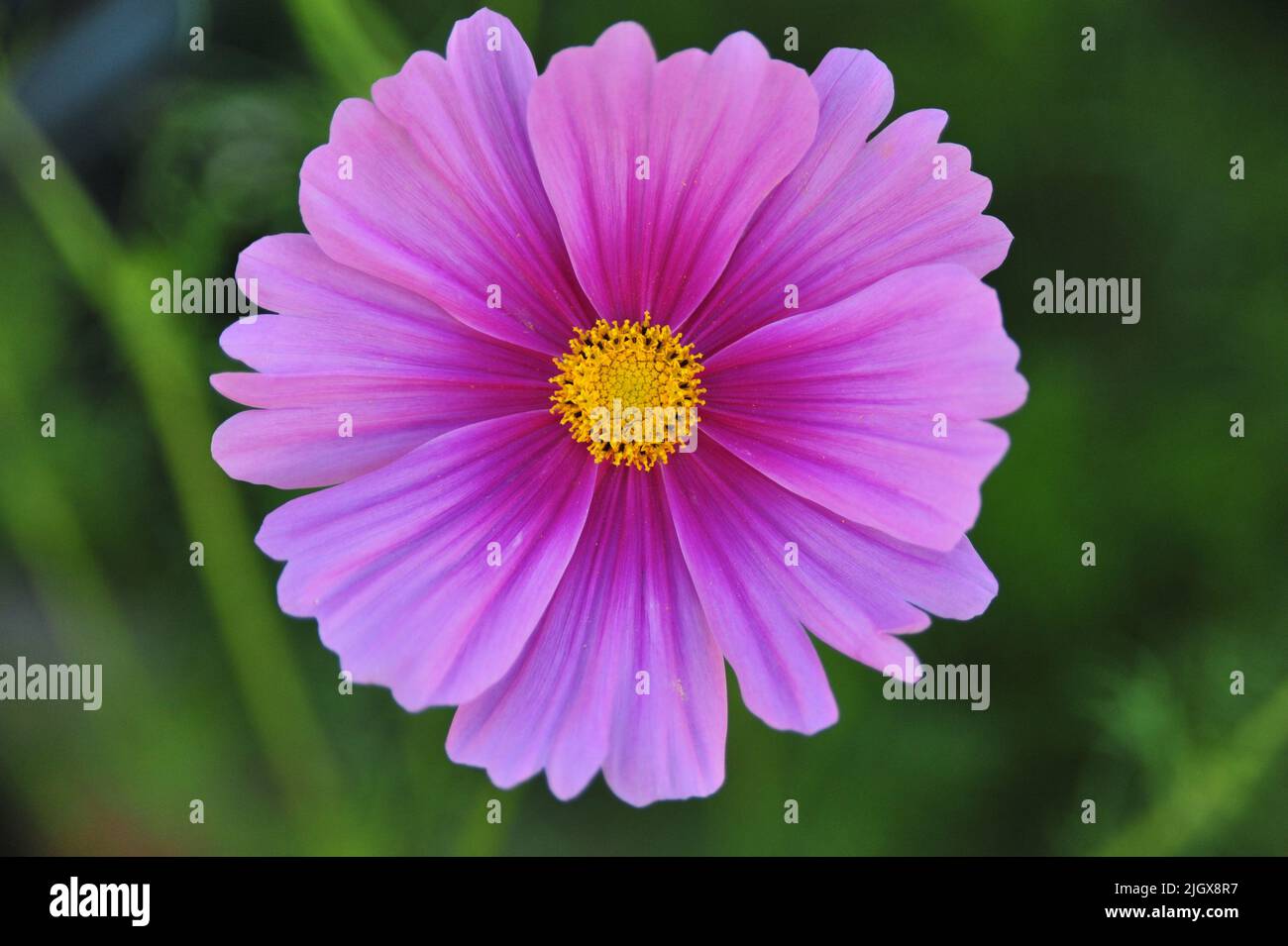 Purple cosmo flower hi-res stock photography and images - Alamy