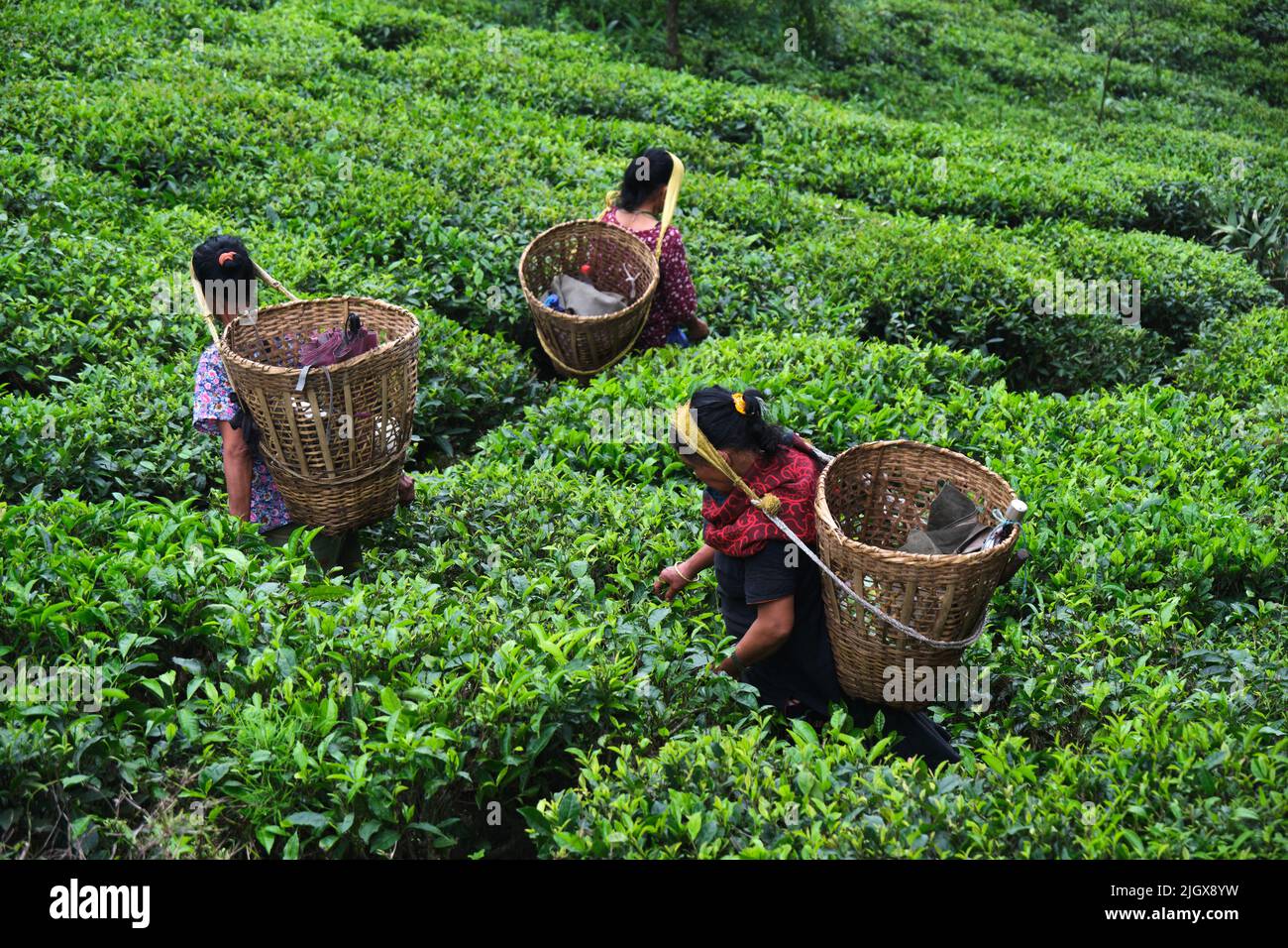 DARJEELING, INDIA, - June 23,2022 Harvesting, Rural women workers ...