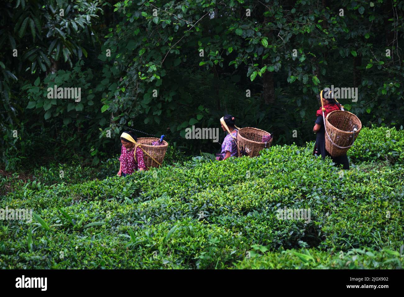 DARJEELING, INDIA, - June 23,2022 Harvesting, Rural women workers ...
