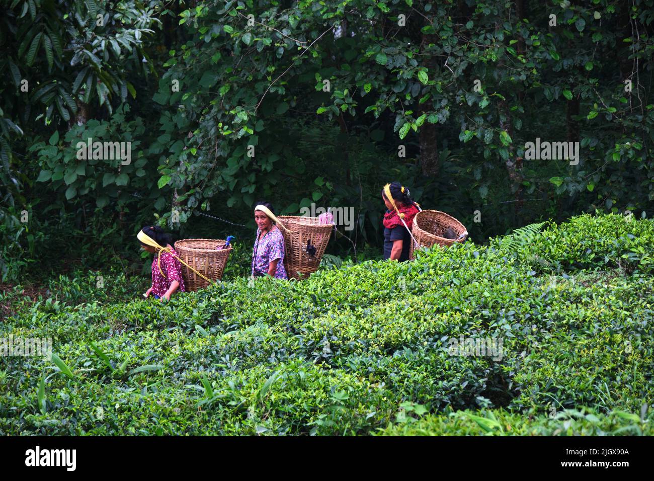DARJEELING, INDIA, - June 23,2022 Harvesting, Rural women workers ...