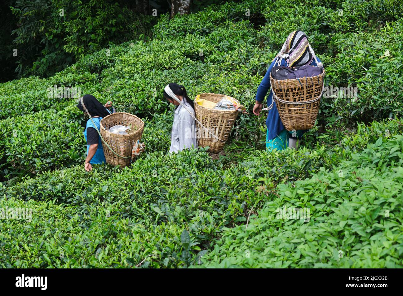 DARJEELING, INDIA, - June 23,2022 Harvesting, Rural women workers ...