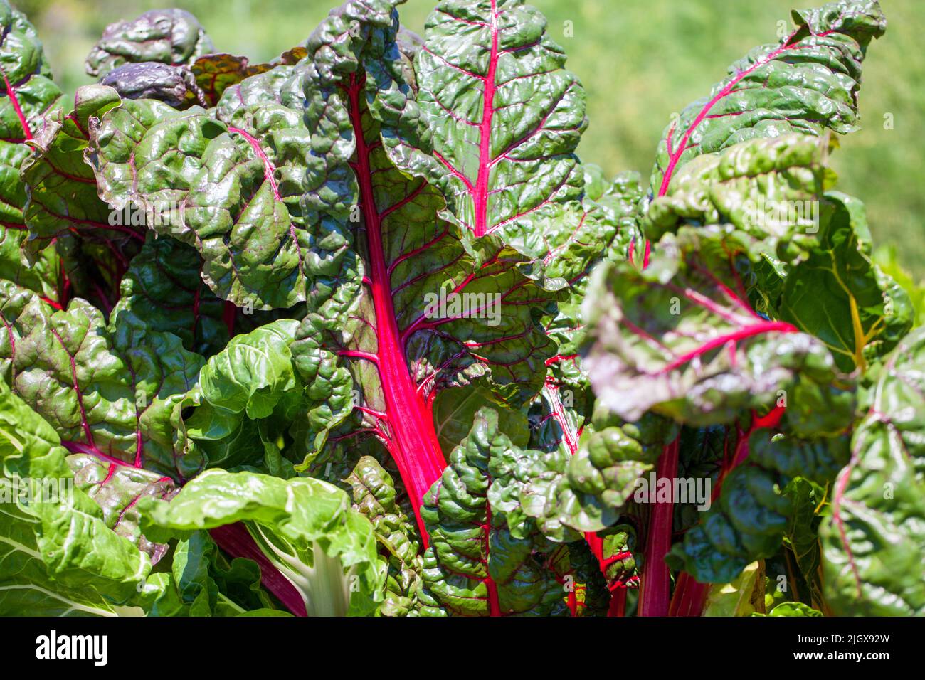 Swiss Chard Growing Stock Photo - Alamy